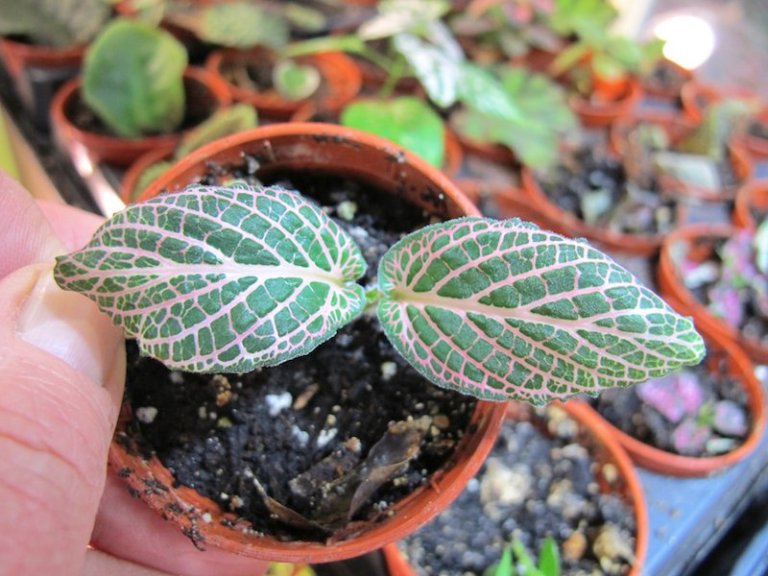 Magical Plants with Muggle Thumbs, Part 1 – Flower Show Miniature Settings