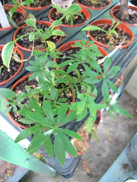 Magical Plants with Muggle Thumbs, Part 1 – Flower Show Miniature Settings
