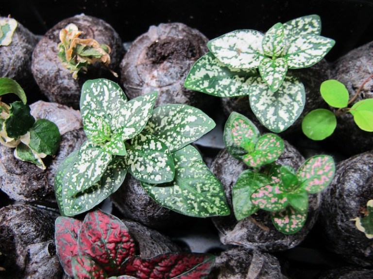 Magical Plants with Muggle Thumbs, Part 1 – Flower Show Miniature Settings