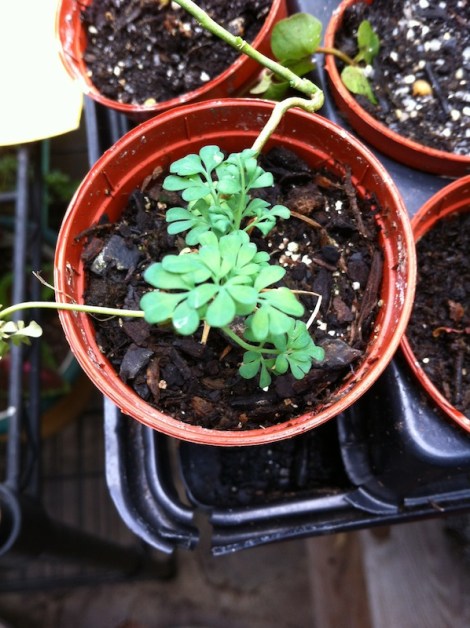 Magical Plants with Muggle Thumbs, Part 1 – Flower Show Miniature Settings