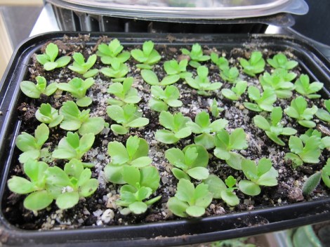 Magical Plants with Muggle Thumbs, Part 1 – Flower Show Miniature Settings