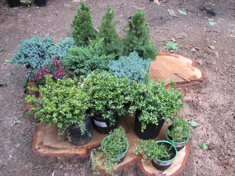 miniplants – Flower Show Miniature Settings
